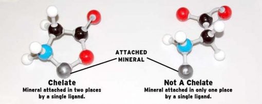 Chelated minerals performance compared to non-chelated?