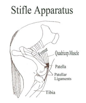 Locking Stifle Genetic Problems Horses Encounter With This Issue